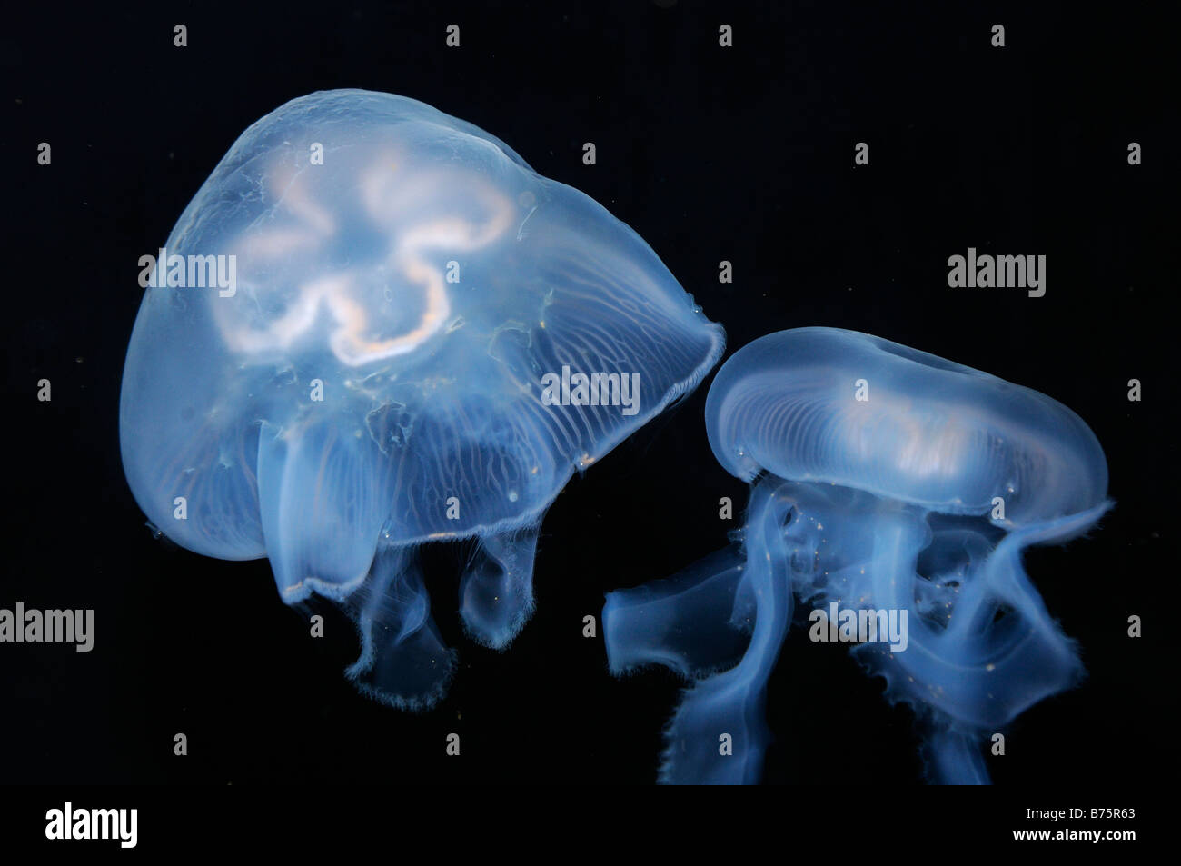 Moon jellyfish swarm hi-res stock photography and images - Alamy Moon jellyfish swarm hi-res stock photography and images - Alamy
