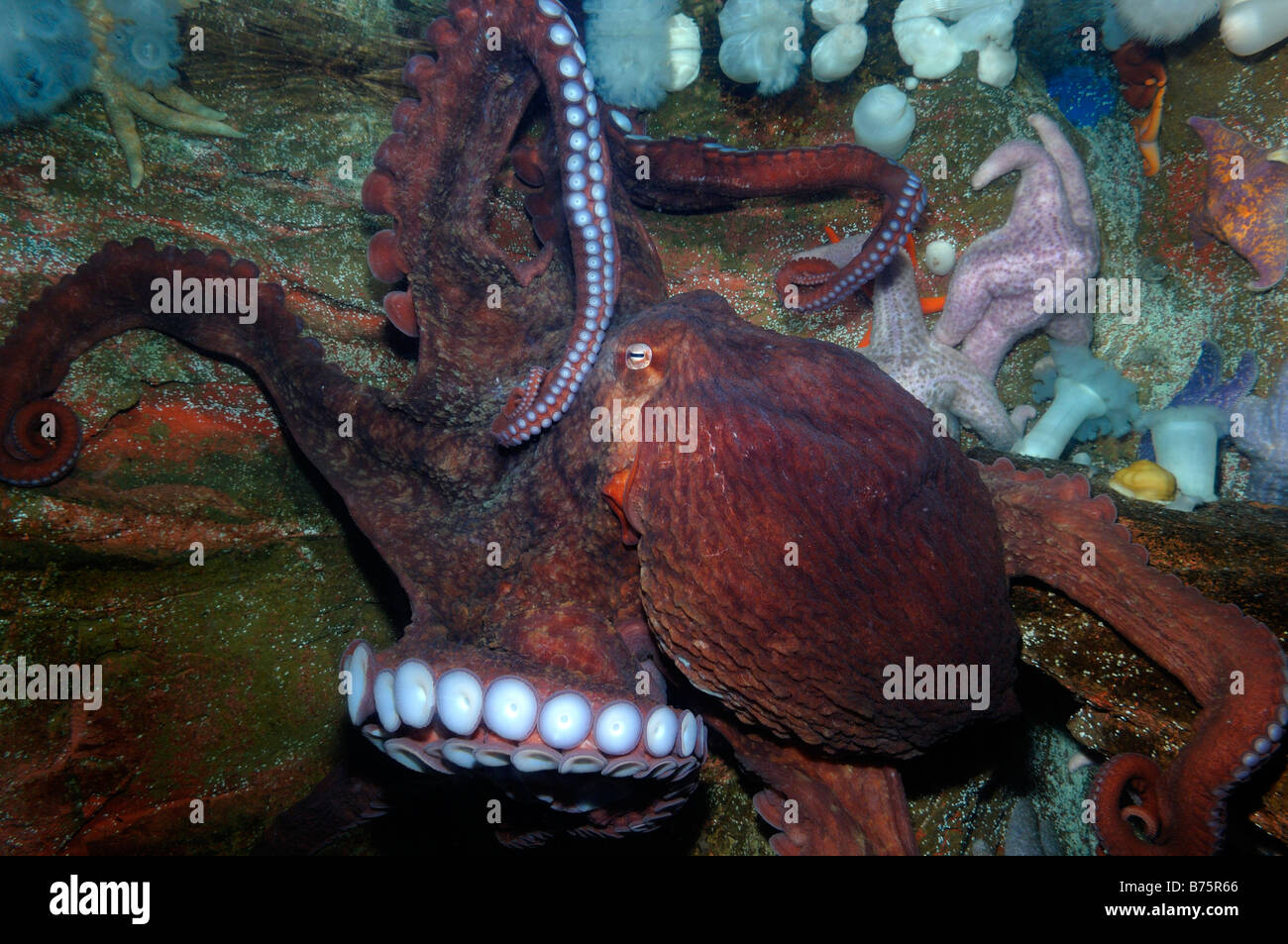 Giant pacific octopus eye hi-res stock photography and images - Alamy