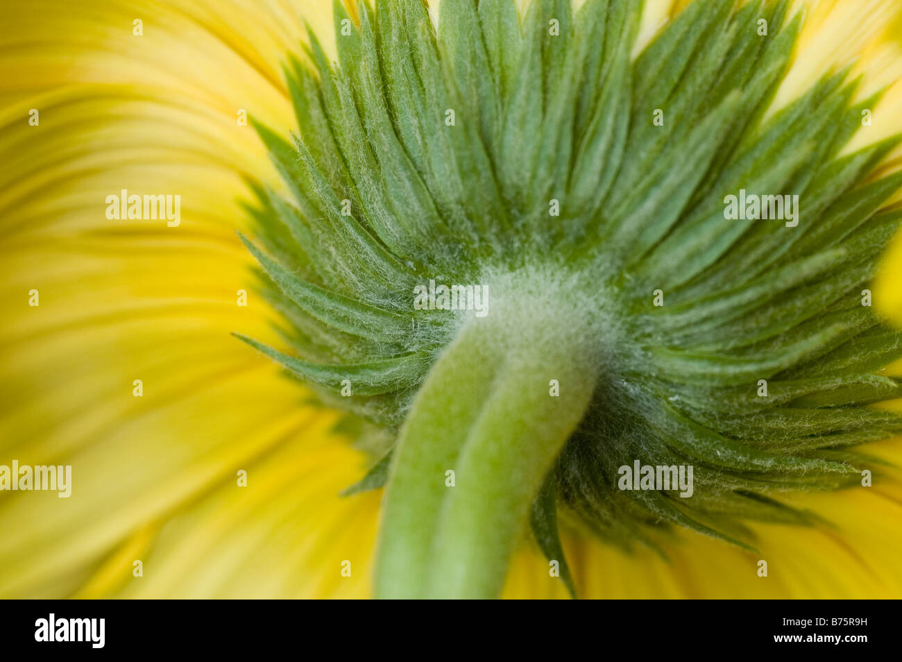Close up of underside of yellow flower Stock Photo - Alamy