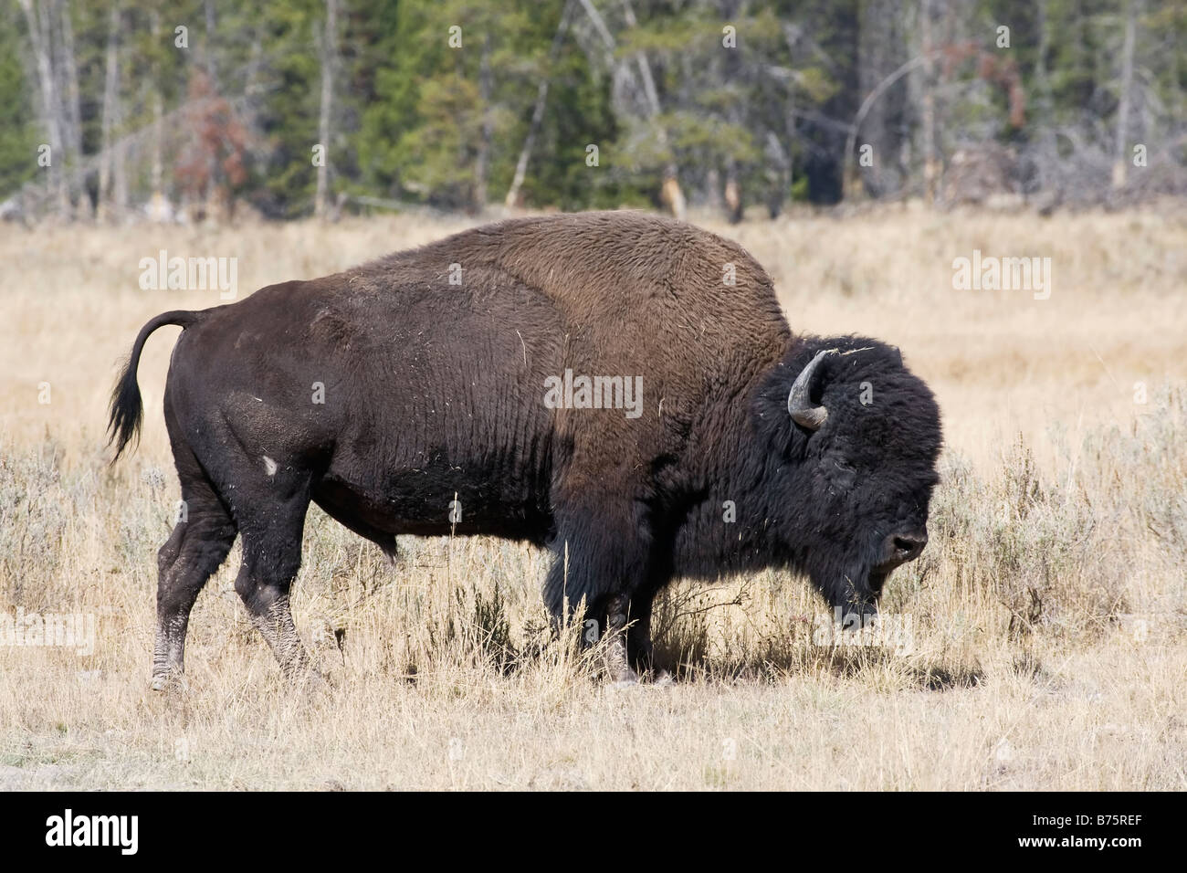 Adult bull bison bison bison hi-res stock photography and images - Alamy