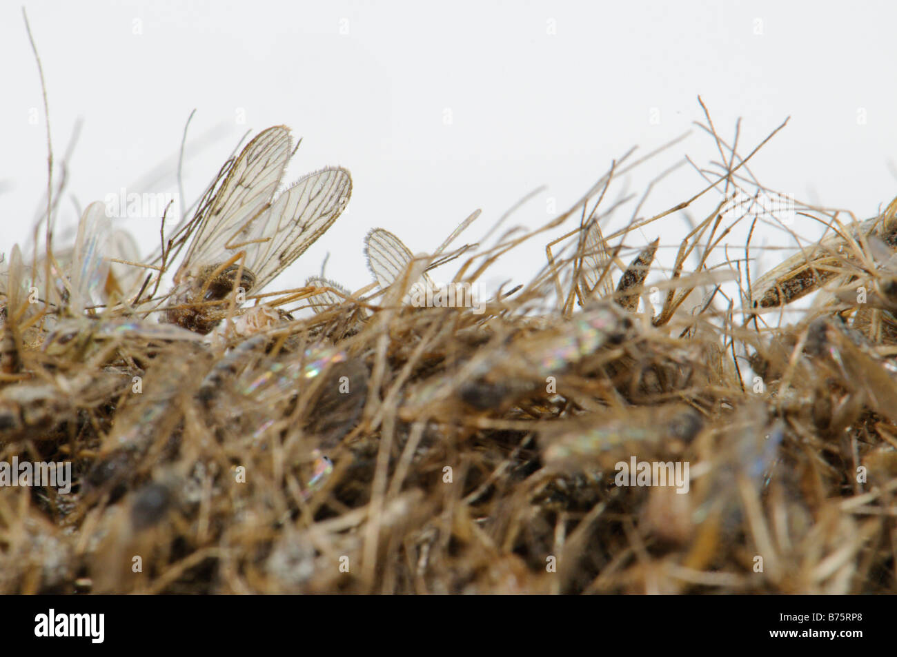 Dead mosquito pile hi-res stock photography and images - Alamy