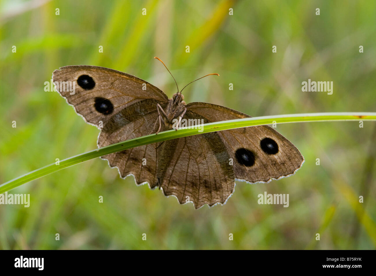 Butterfly put on a leaf, opened wings Stock Photo - Alamy