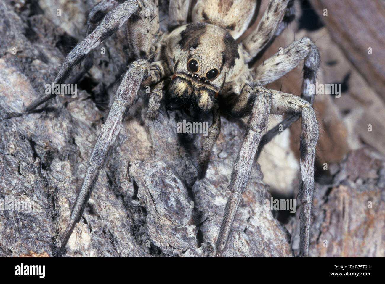 Arabian wolf hi-res stock photography and images - Alamy