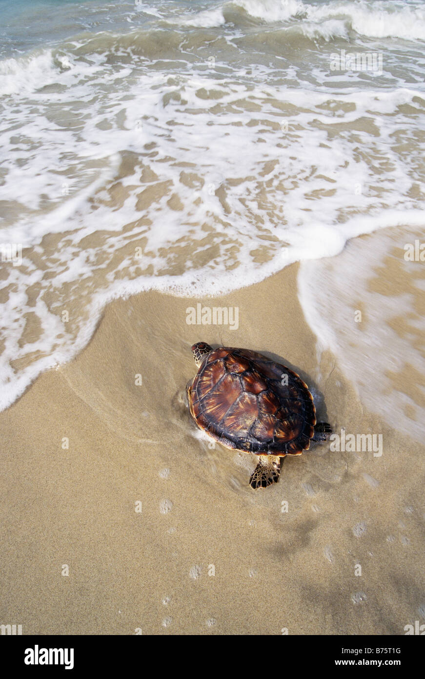 Green Turtle entering the sea, Bahrain, Arabian Gulf Stock Photo - Alamy
