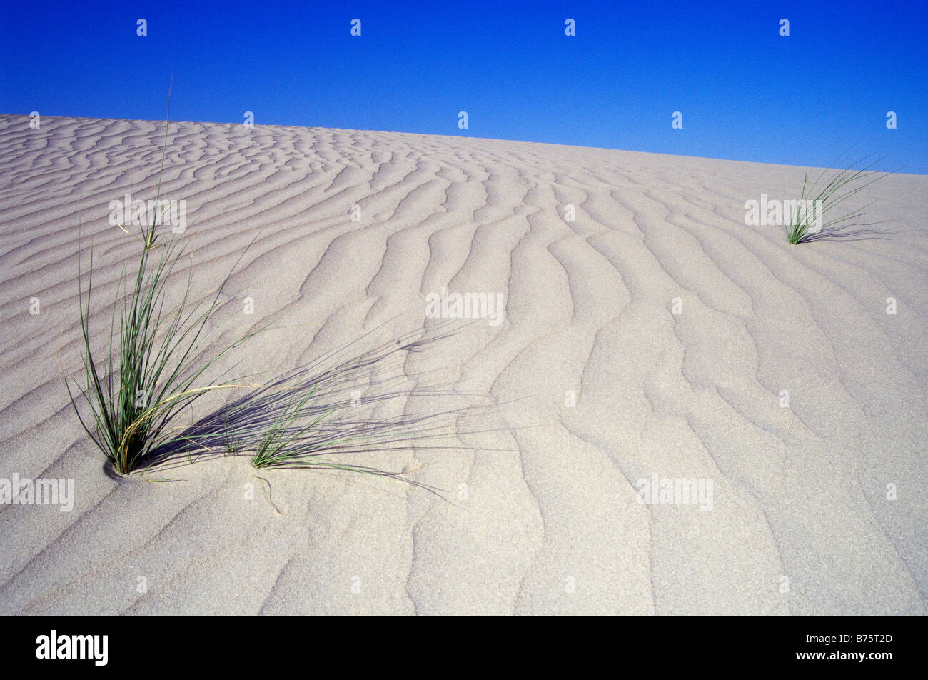 Sand dunes and grasses, Bahrain, Arabian Gulf Stock Photo - Alamy