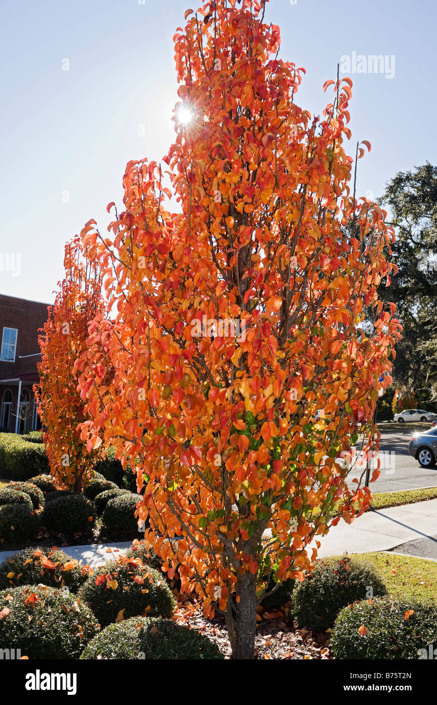fall tree colors North Florida Stock Photo - Alamy