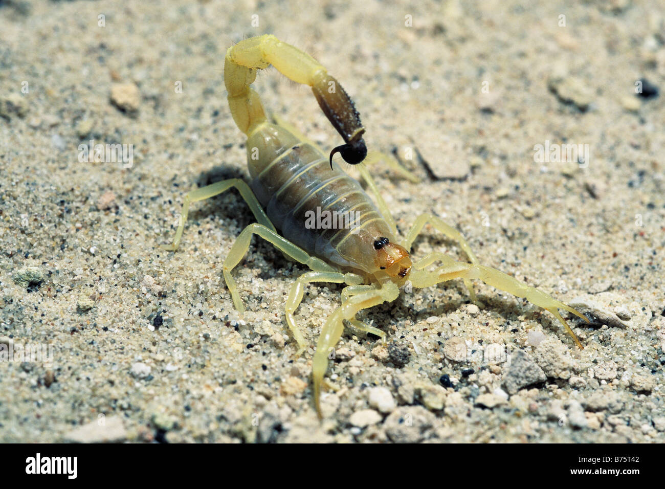 Yellow Scorpion in the desert, Bahrain, Arabian Gulf Stock Photo - Alamy