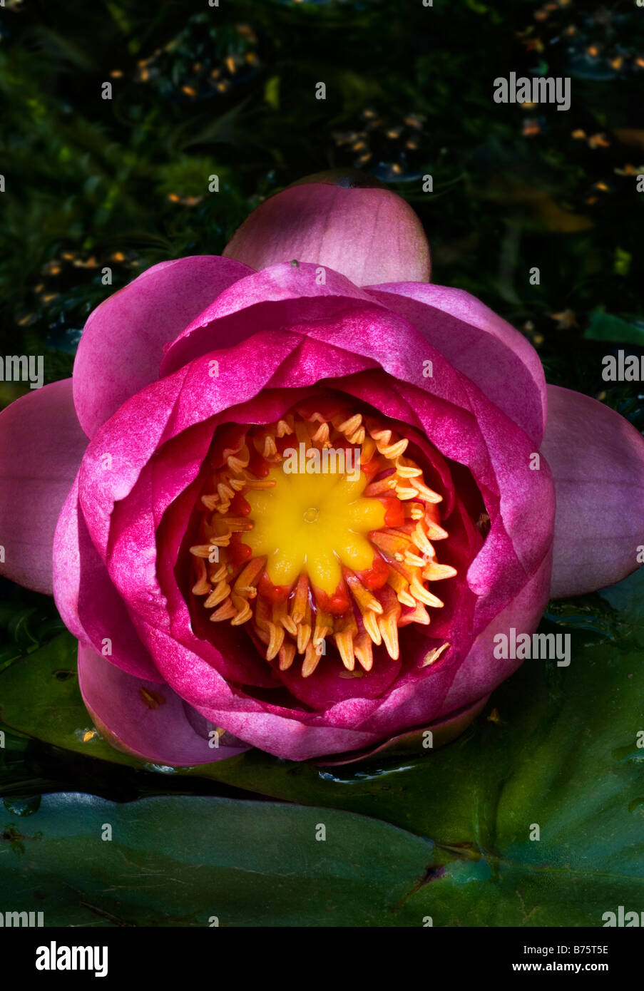 Miniature Water Lily Stock Photo - Alamy