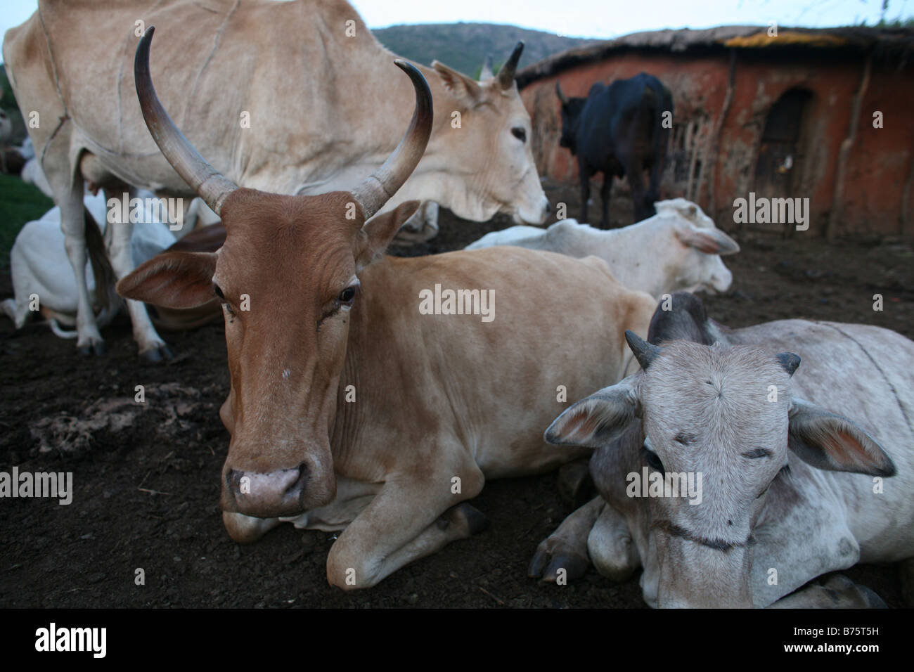 Milkcows hi-res stock photography and images - Alamy