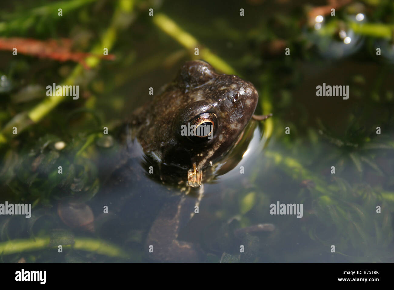 The Common English Frog Stock Photo - Alamy