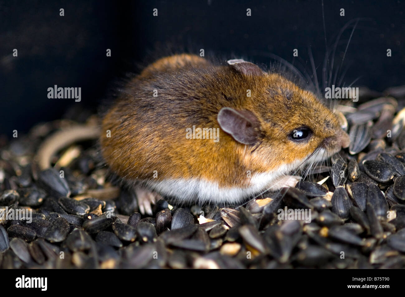 Field mouse in seed box Stock Photo - Alamy