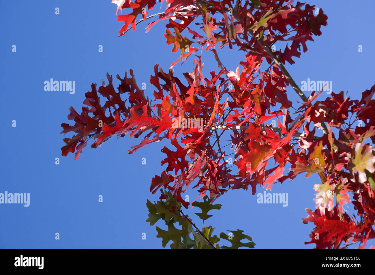 fall tree colors North Florida Stock Photo - Alamy