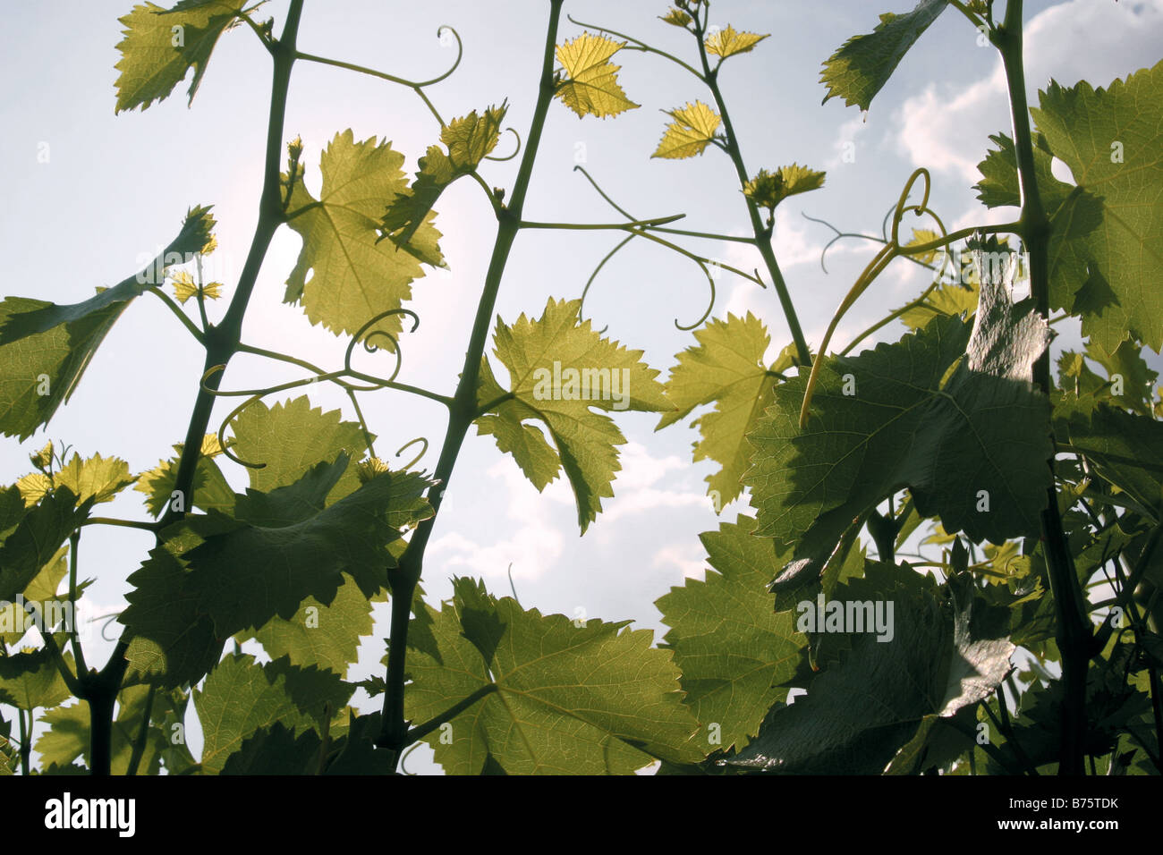 summer vine leaves Stock Photo - Alamy