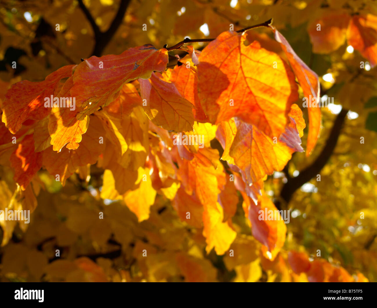 Herbstlandschaft, autumn landscape Stock Photo - Alamy