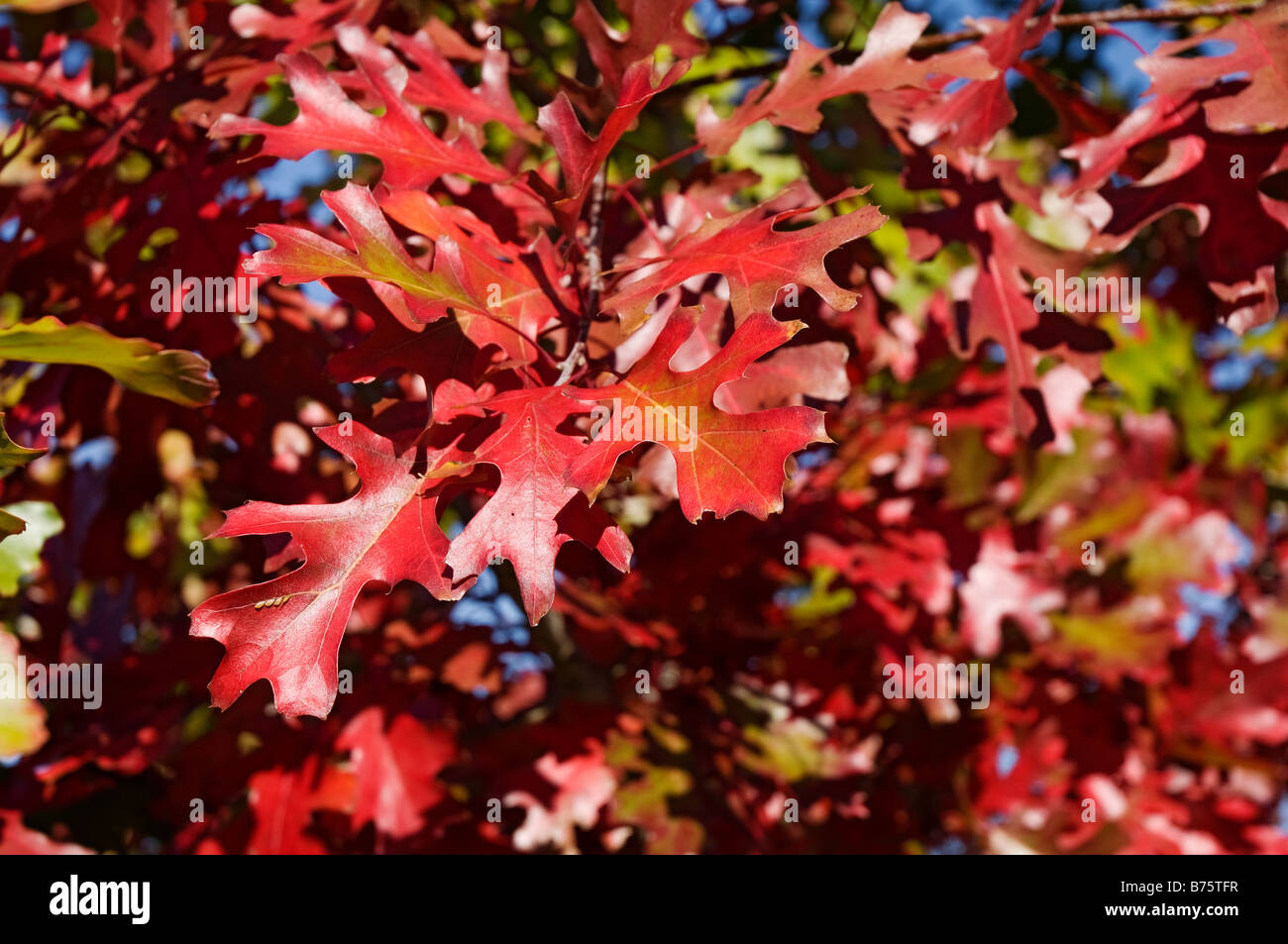fall tree colors North Florida Stock Photo - Alamy