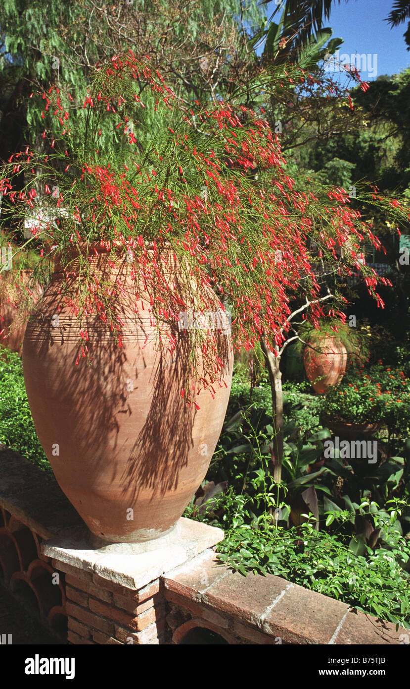 Terracotta pot on a wall in an Italian garden, with red flowers ...