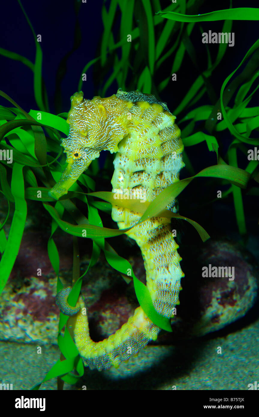 Pacific seahorse Hippocampus ingens captive Stock Photo - Alamy