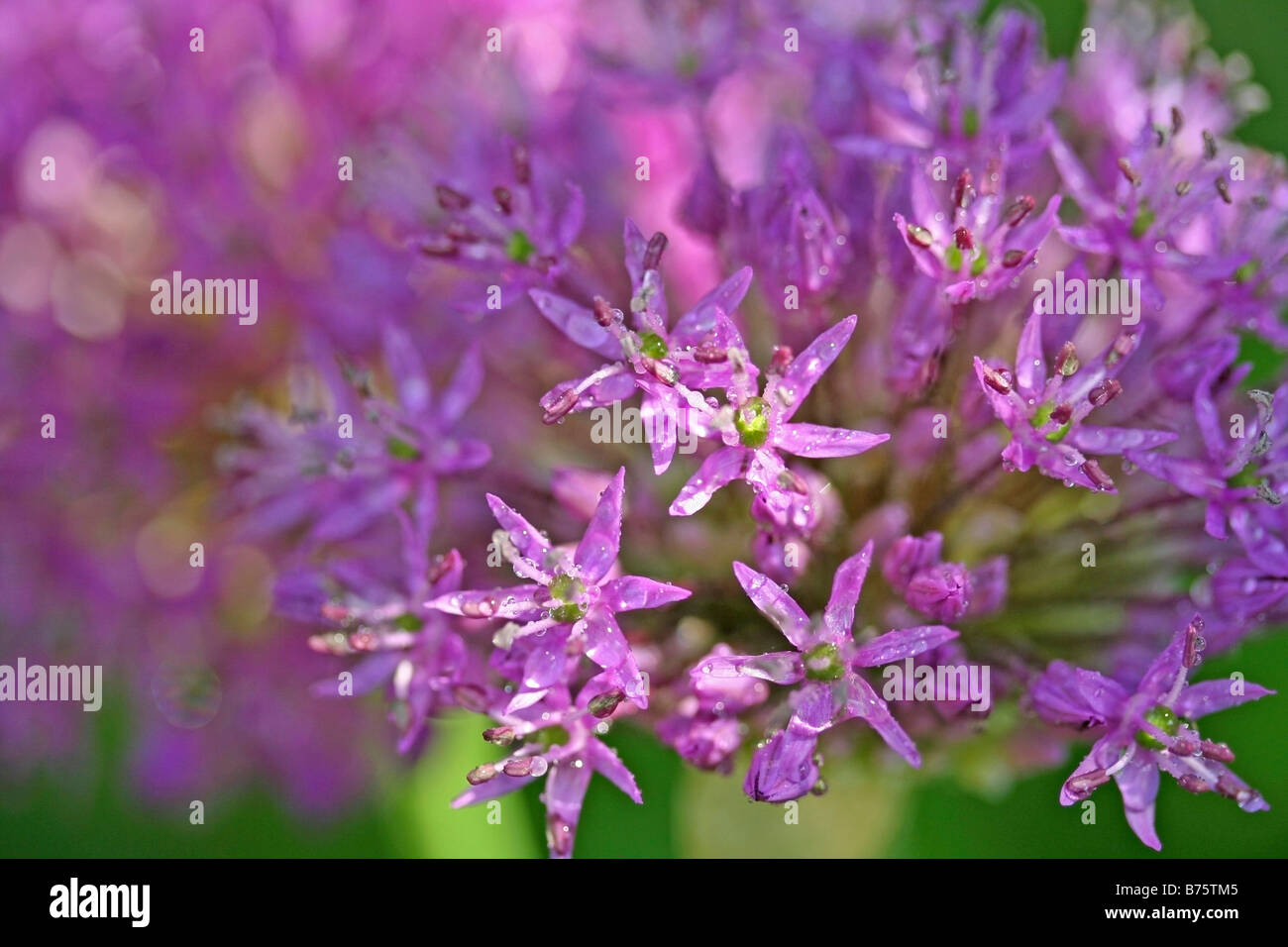 Allium sp hi-res stock photography and images - Alamy