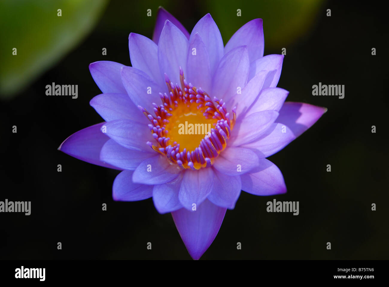 Blue park garden water lily hi-res stock photography and images - Alamy