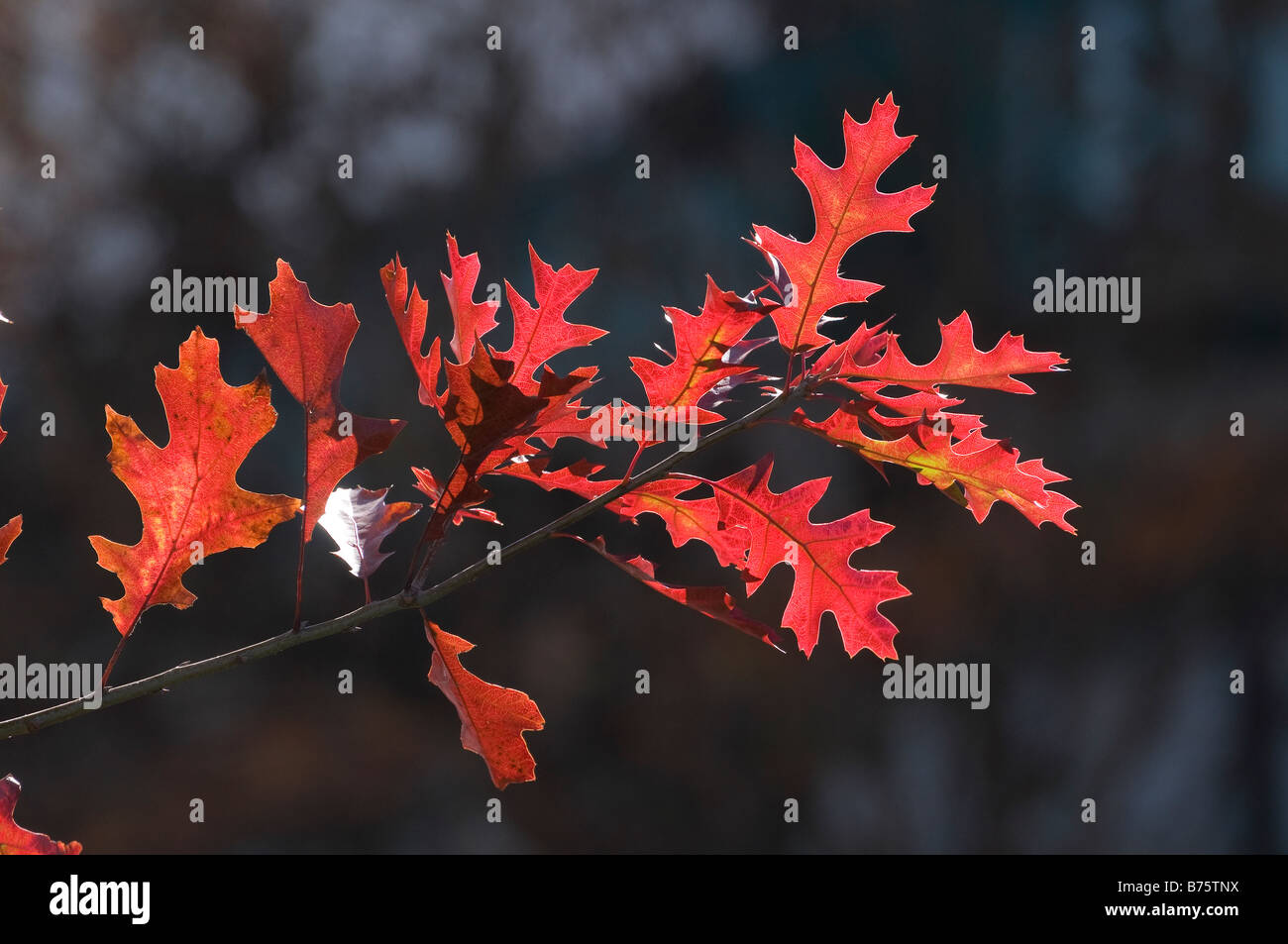 fall tree colors North Florida Stock Photo - Alamy