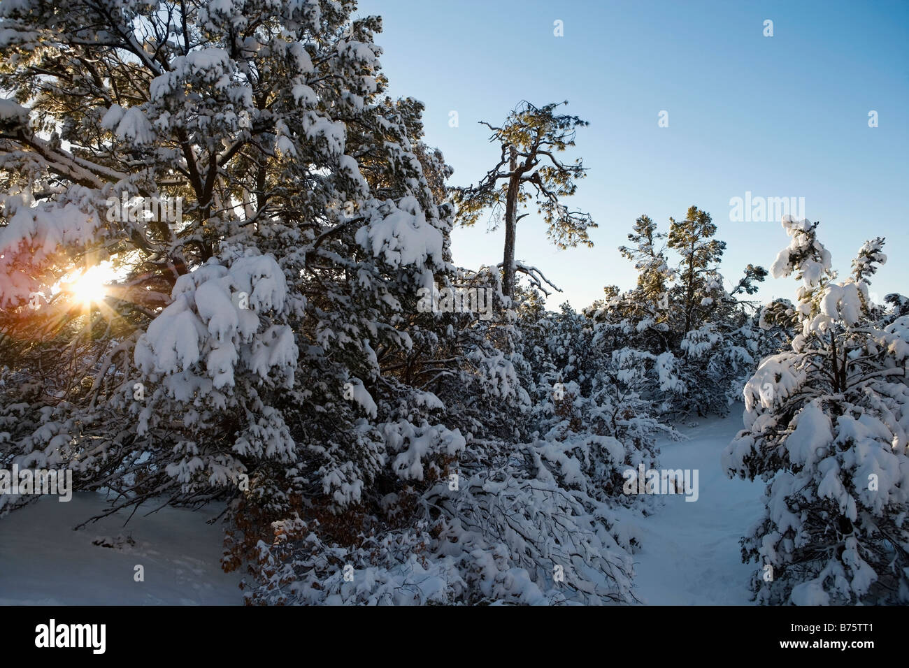 Trees covered with snow in a forest Stock Photo - Alamy