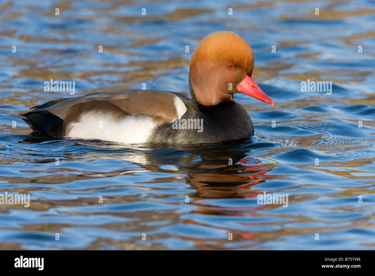 Red-crested Pochard Netta rufina adult male in breeding plumage ...