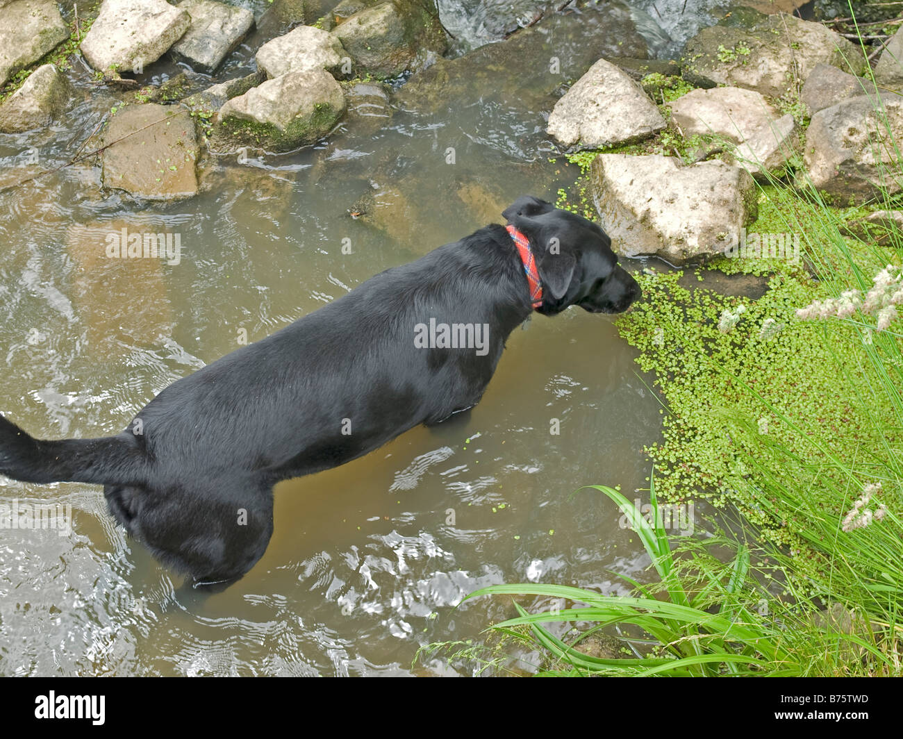 Big black brook hi-res stock photography and images - Alamy