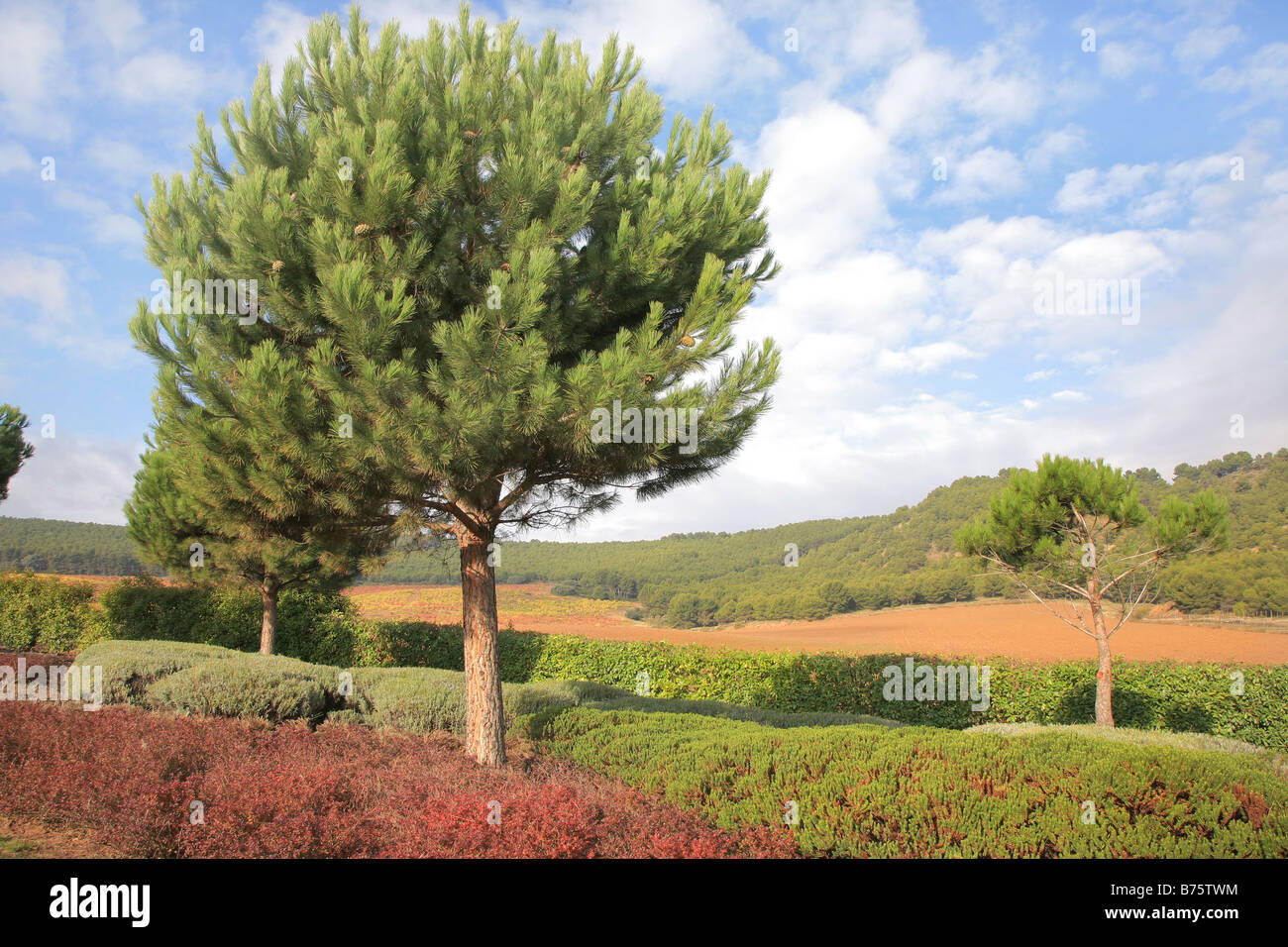 Pine tree in garden Stock Photo - Alamy