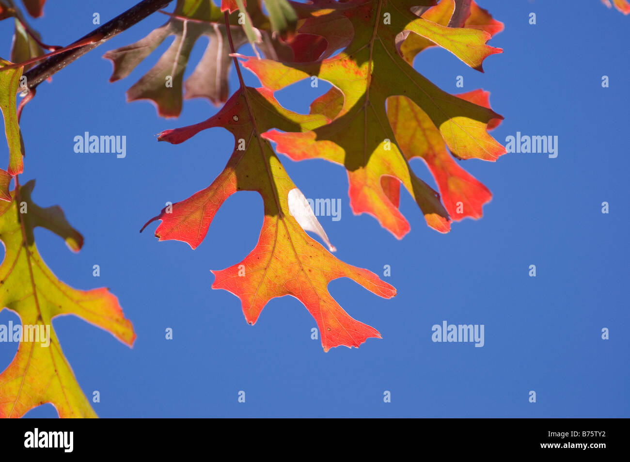 fall tree colors N Florida Black Oak Quercus velutina Stock Photo - Alamy