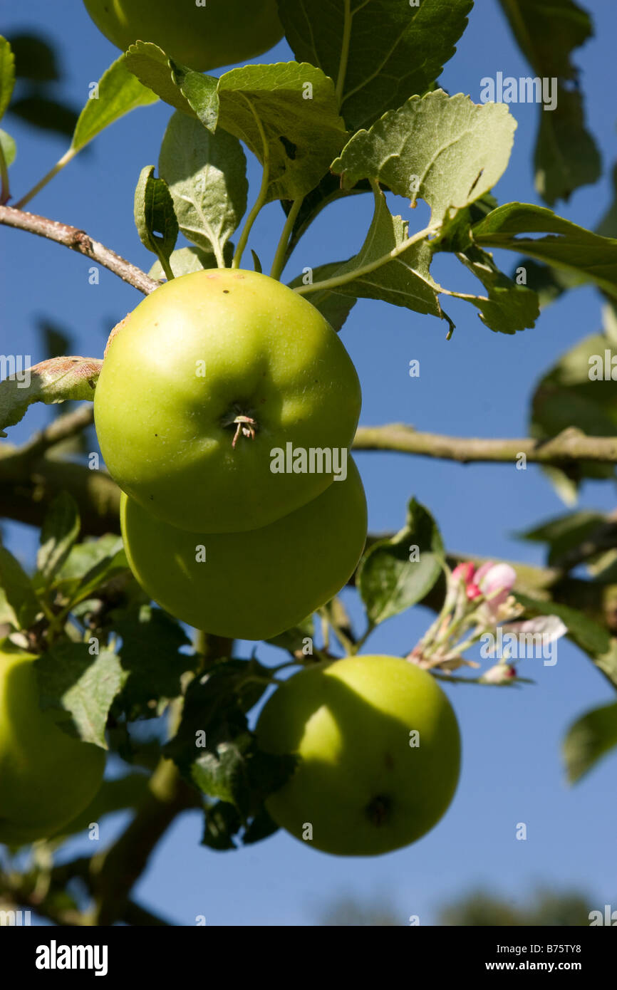 Apples Hanging From a Tree Stock Photo - Alamy
