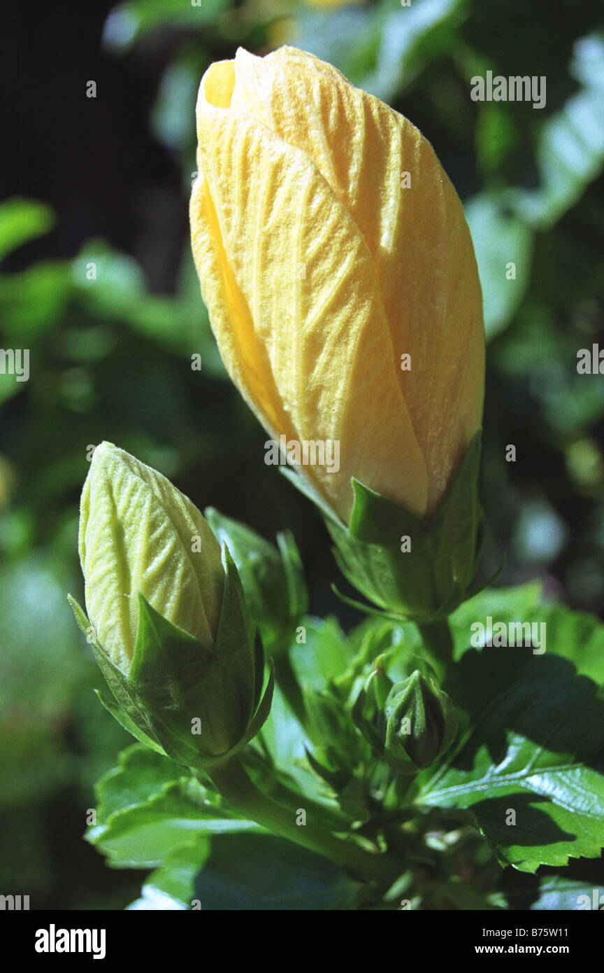 Yellow flower buds Stock Photo - Alamy
