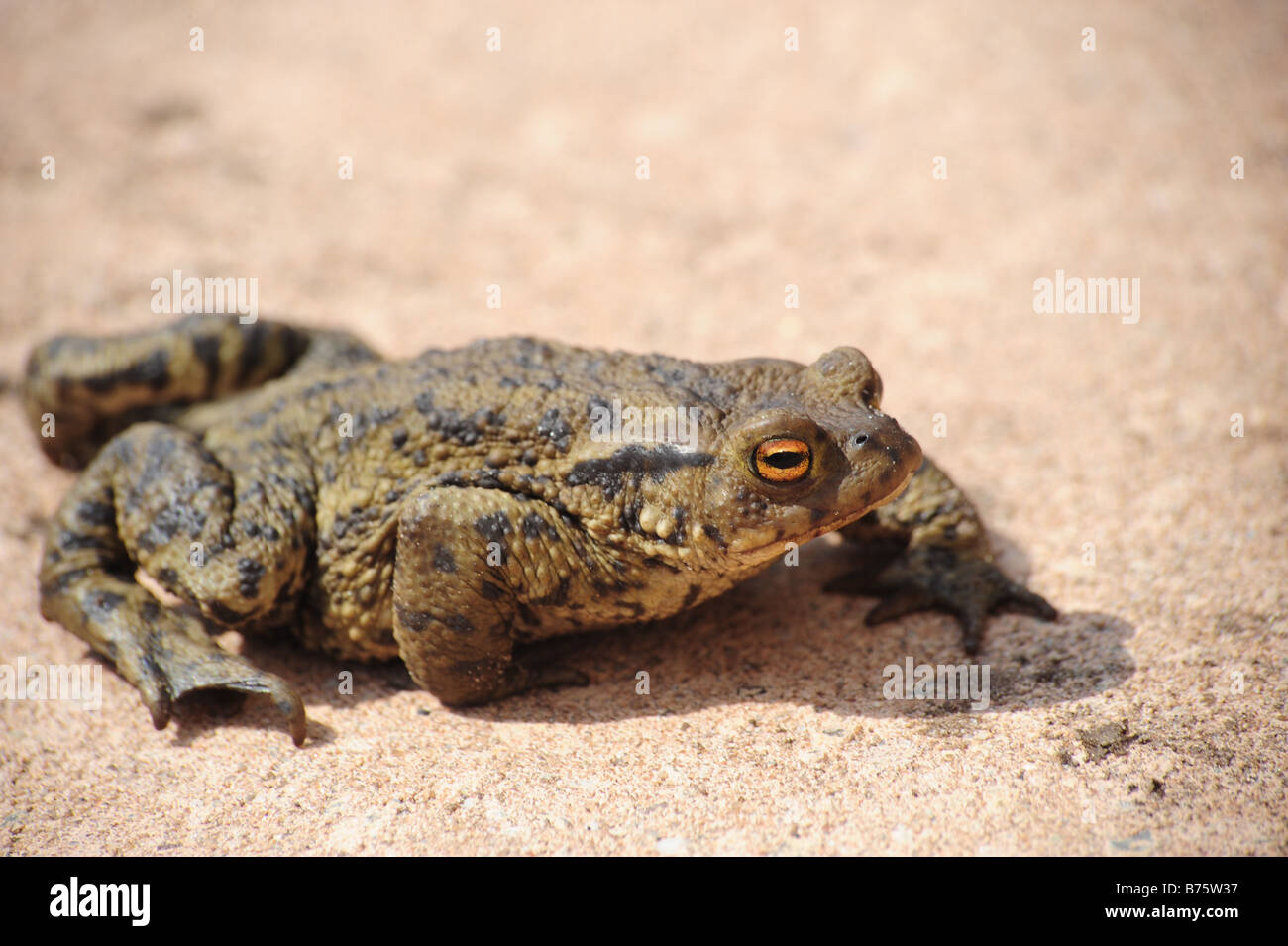 A single toad walking on a path Stock Photo - Alamy