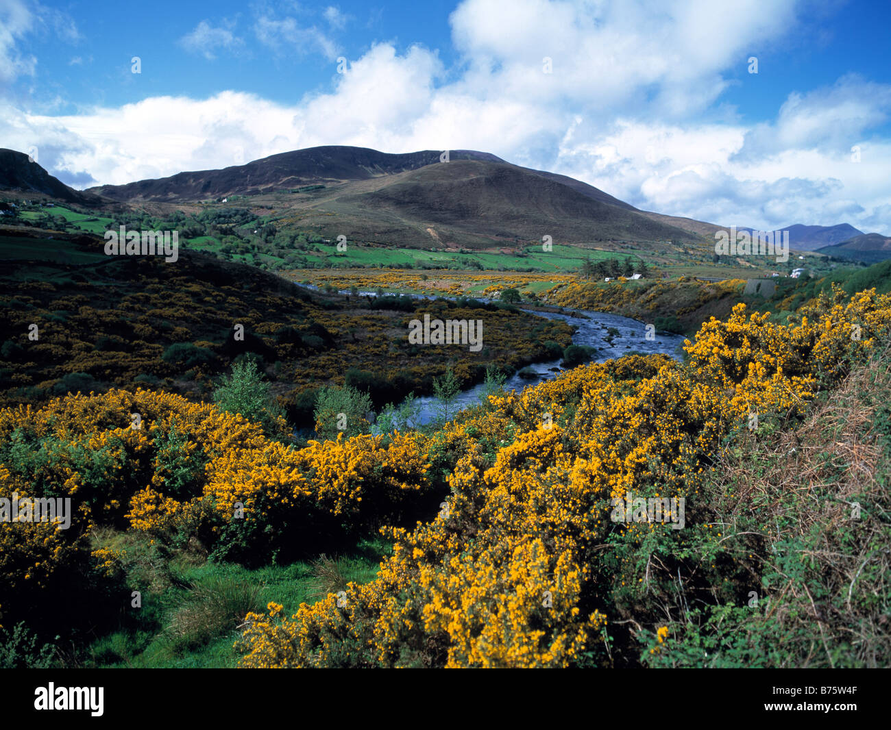 yellow furze in bloom growing profusely on an irish coastal river bank ...