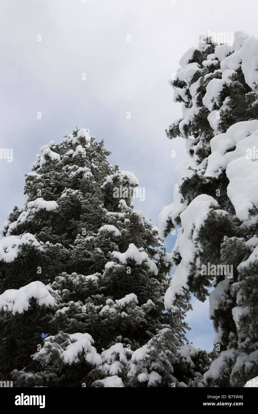 two pine trees covered in snow Stock Photo - Alamy