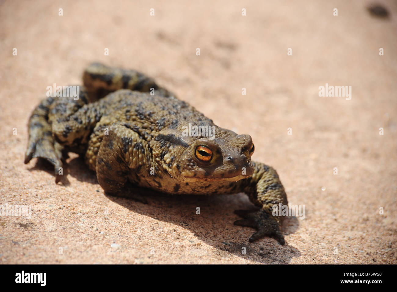 A single toad walking on a path Stock Photo - Alamy
