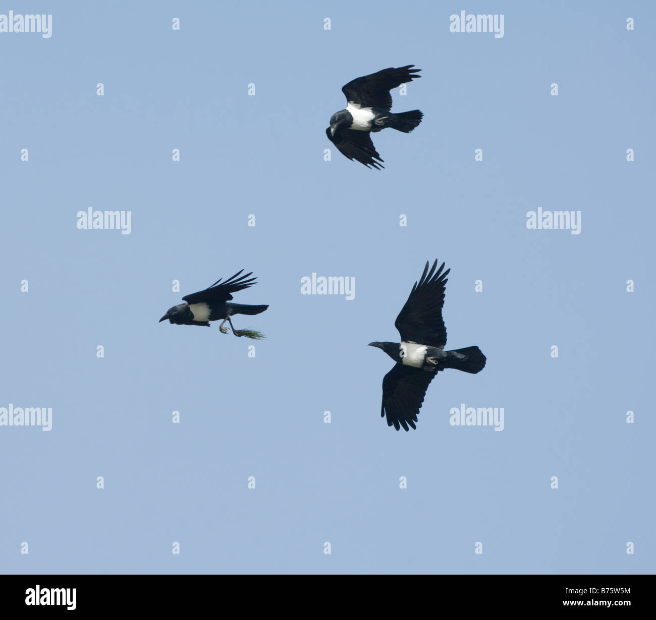 Pied Crows Corvus albus playing Stock Photo - Alamy