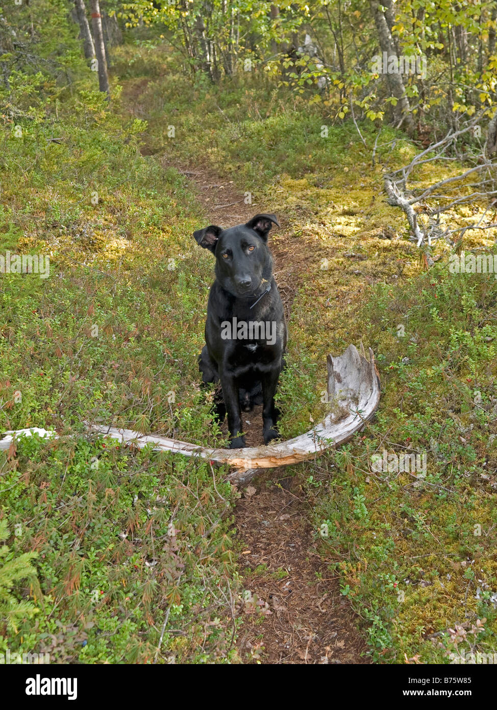 Gigantic dog hi-res stock photography and images - Alamy