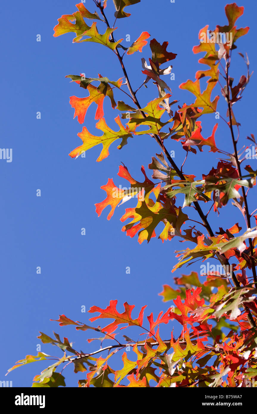 Quercus Velutina Fall Color Black Oak (Quercus Velutina)