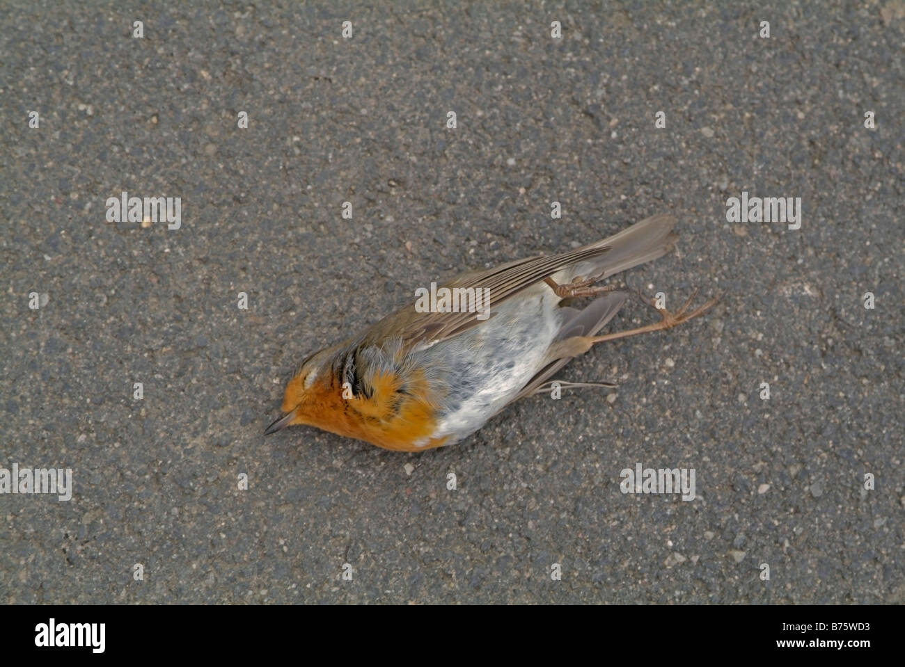 dead bird robin redbreast lying on asphalt on a street Stock Photo - Alamy