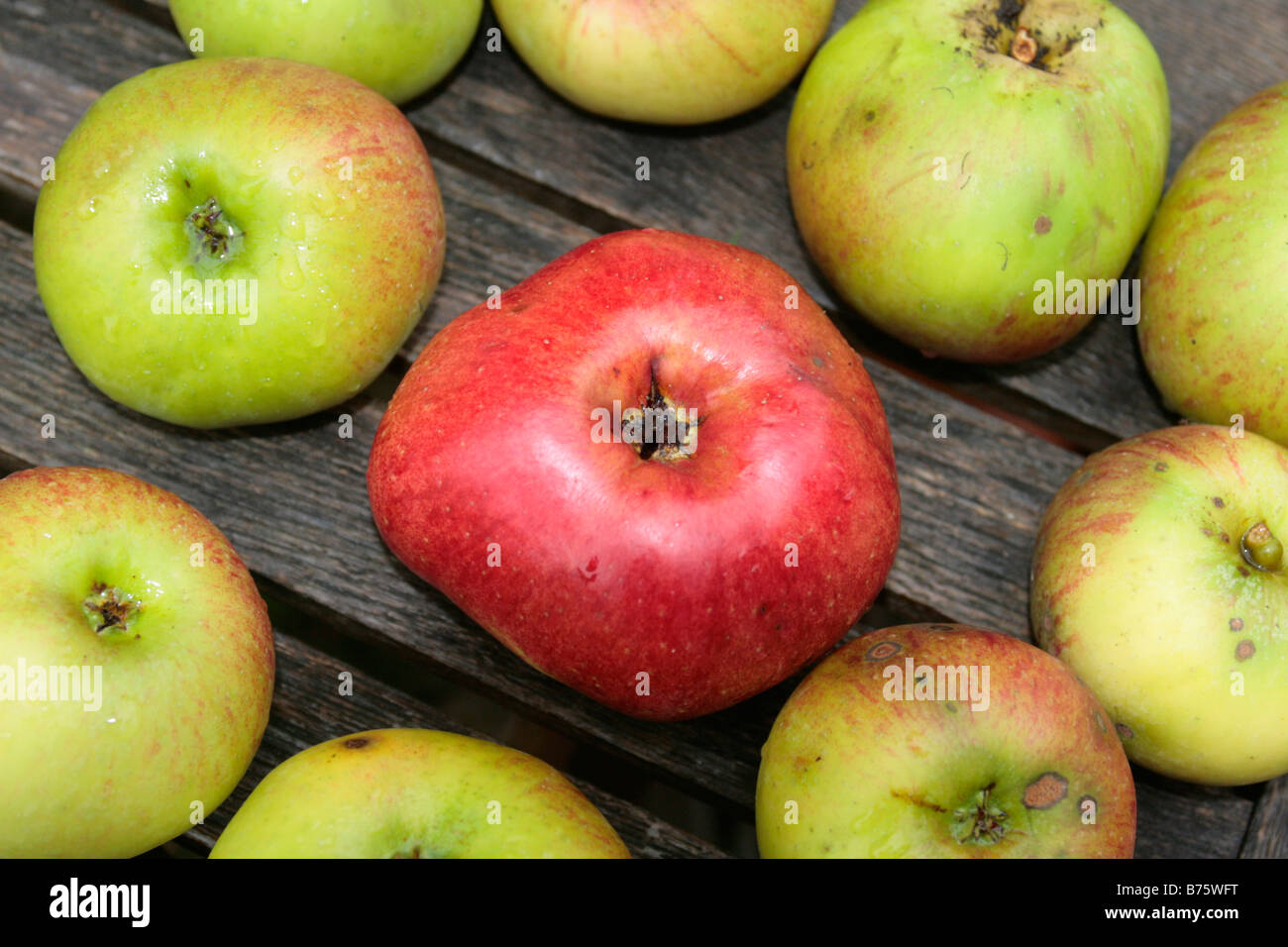 Bramley apples isolated hi-res stock photography and images - Alamy