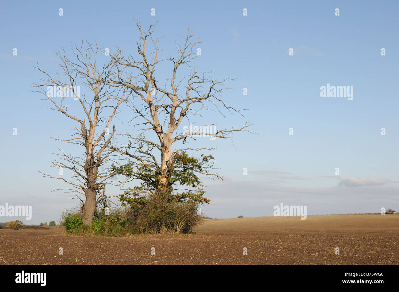 Dead withered tree blue sky hi-res stock photography and images - Alamy