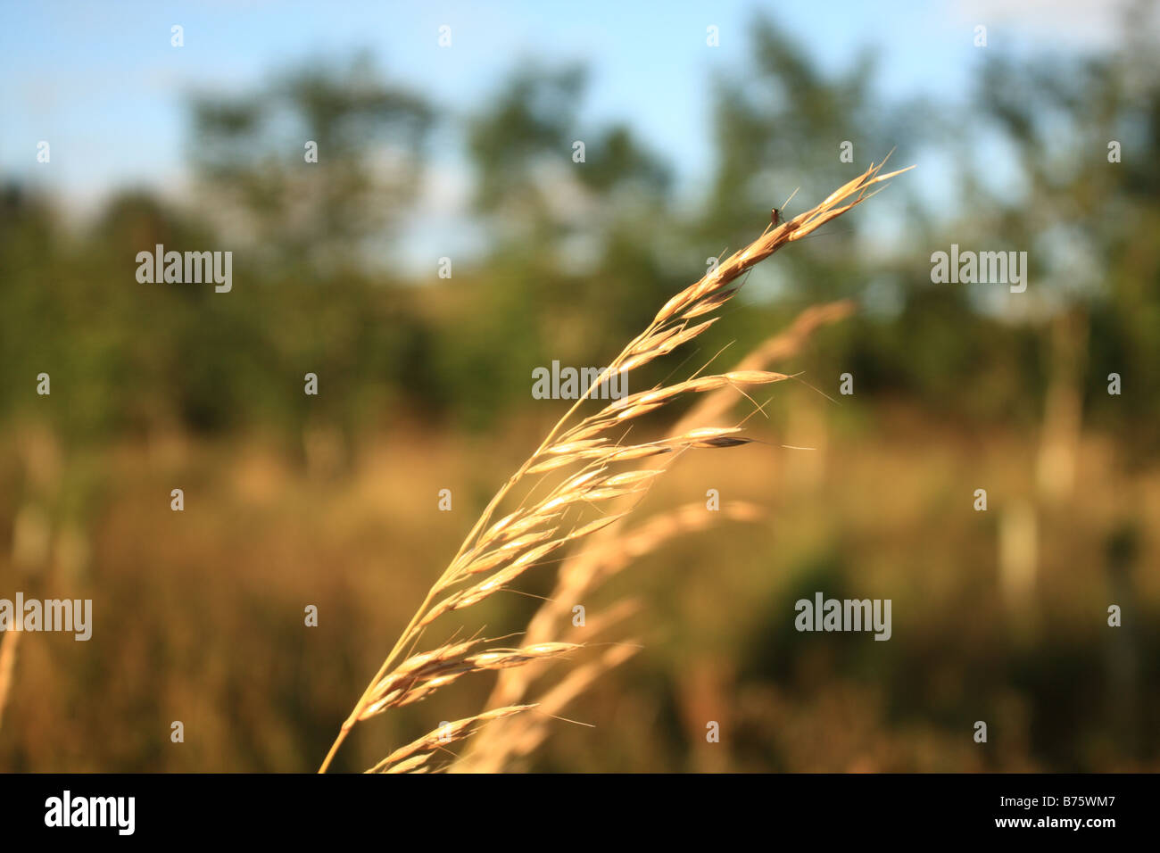 Scottish Wildgrass bathed in golden sunshine Stock Photo - Alamy