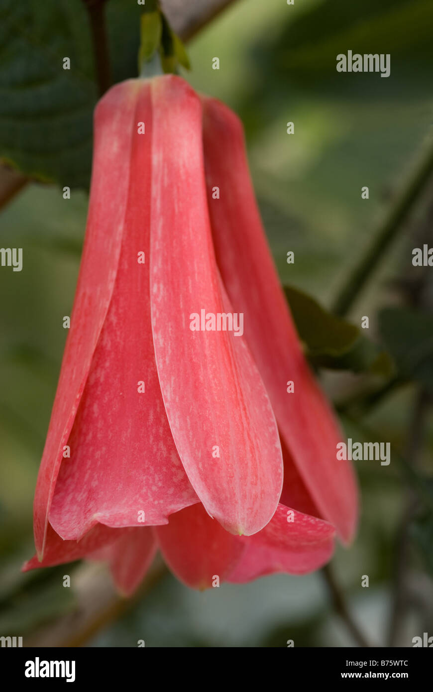 Lapageria rosea hi-res stock photography and images - Alamy