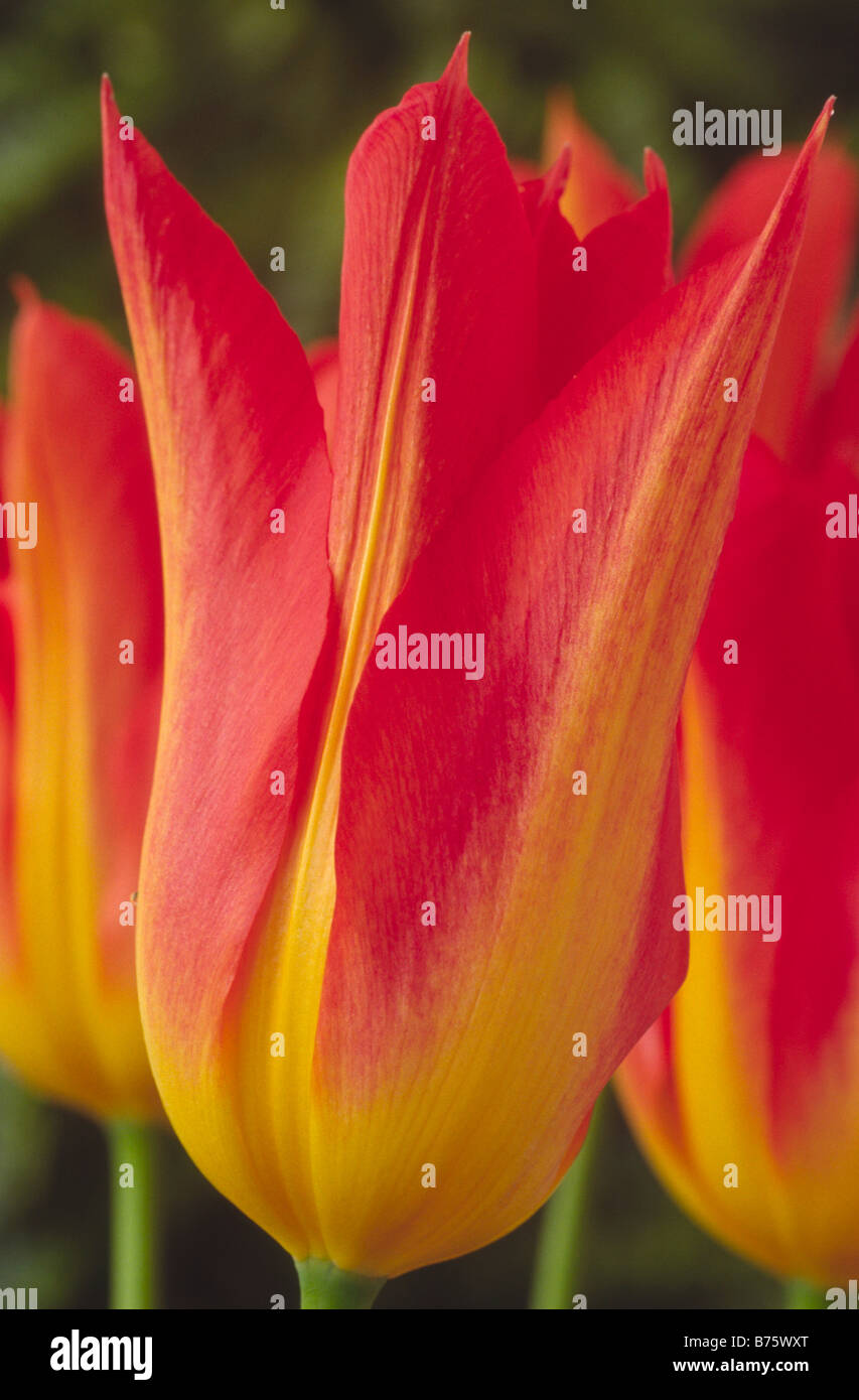 Tulip fire hi-res stock photography and images - Alamy
