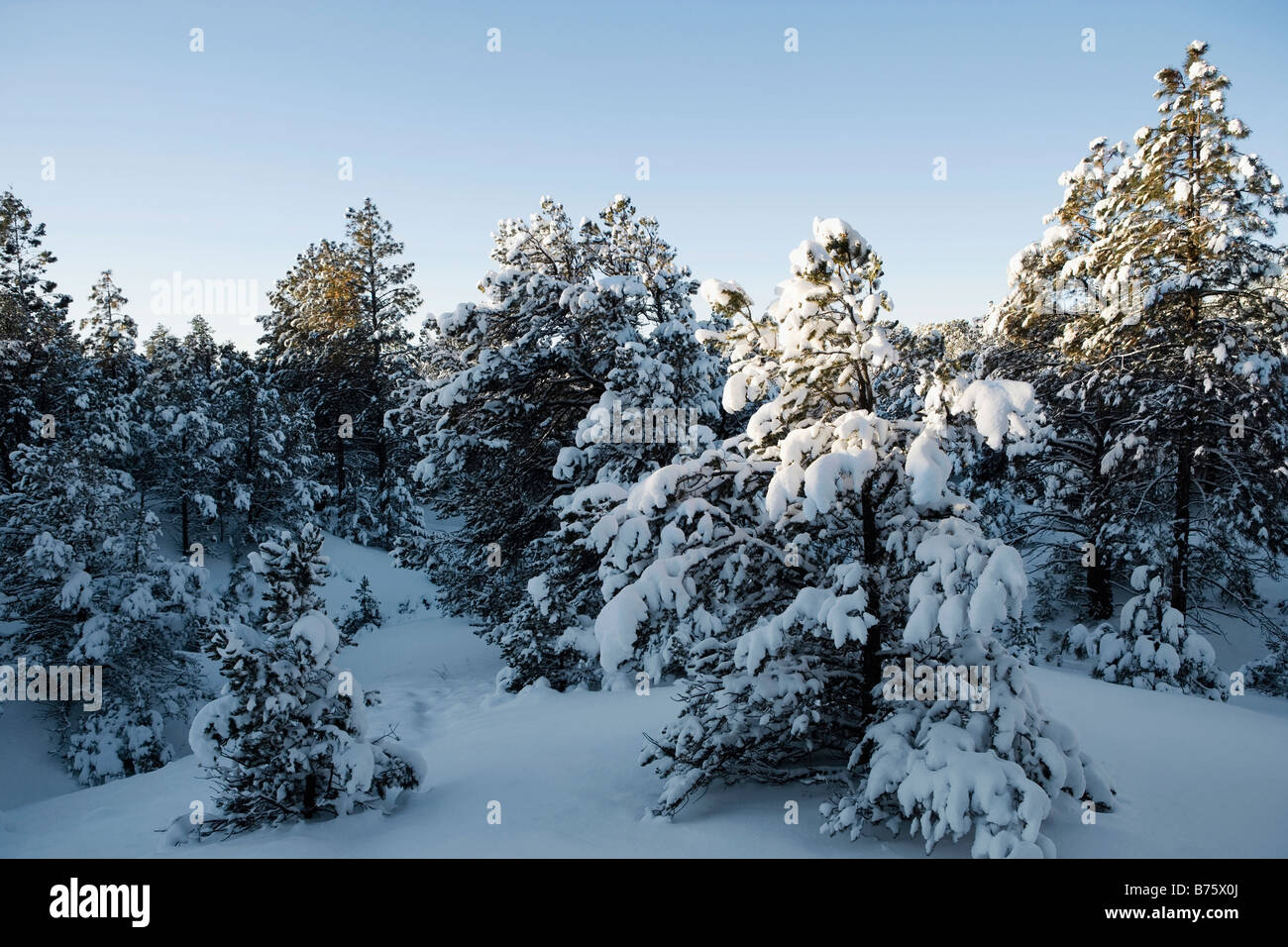 Trees covered with snow in a forest Stock Photo - Alamy