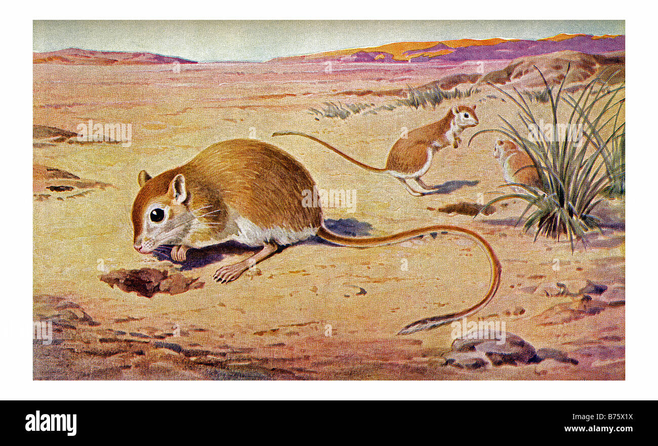 Pieniegyptingerbiili hi-res stock photography and images - Alamy