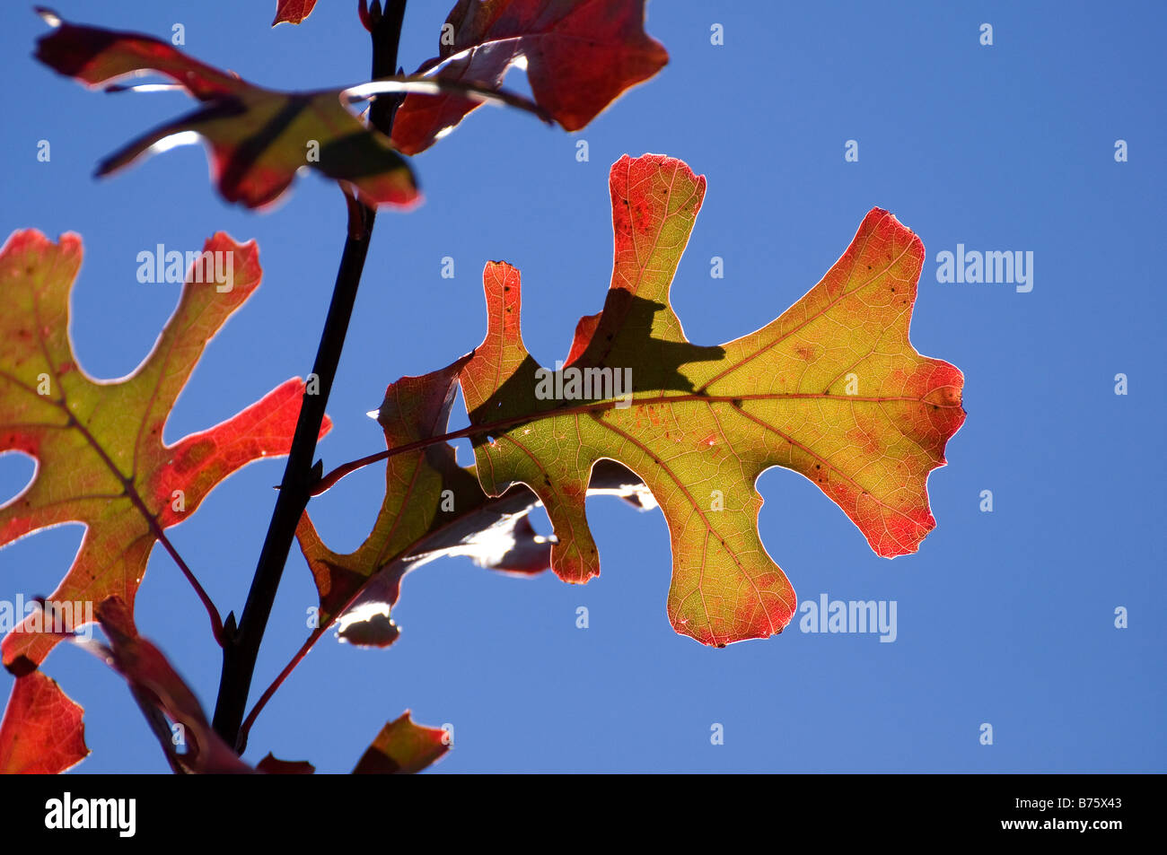 fall tree colors N Florida Black Oak Quercus velutina Stock Photo - Alamy