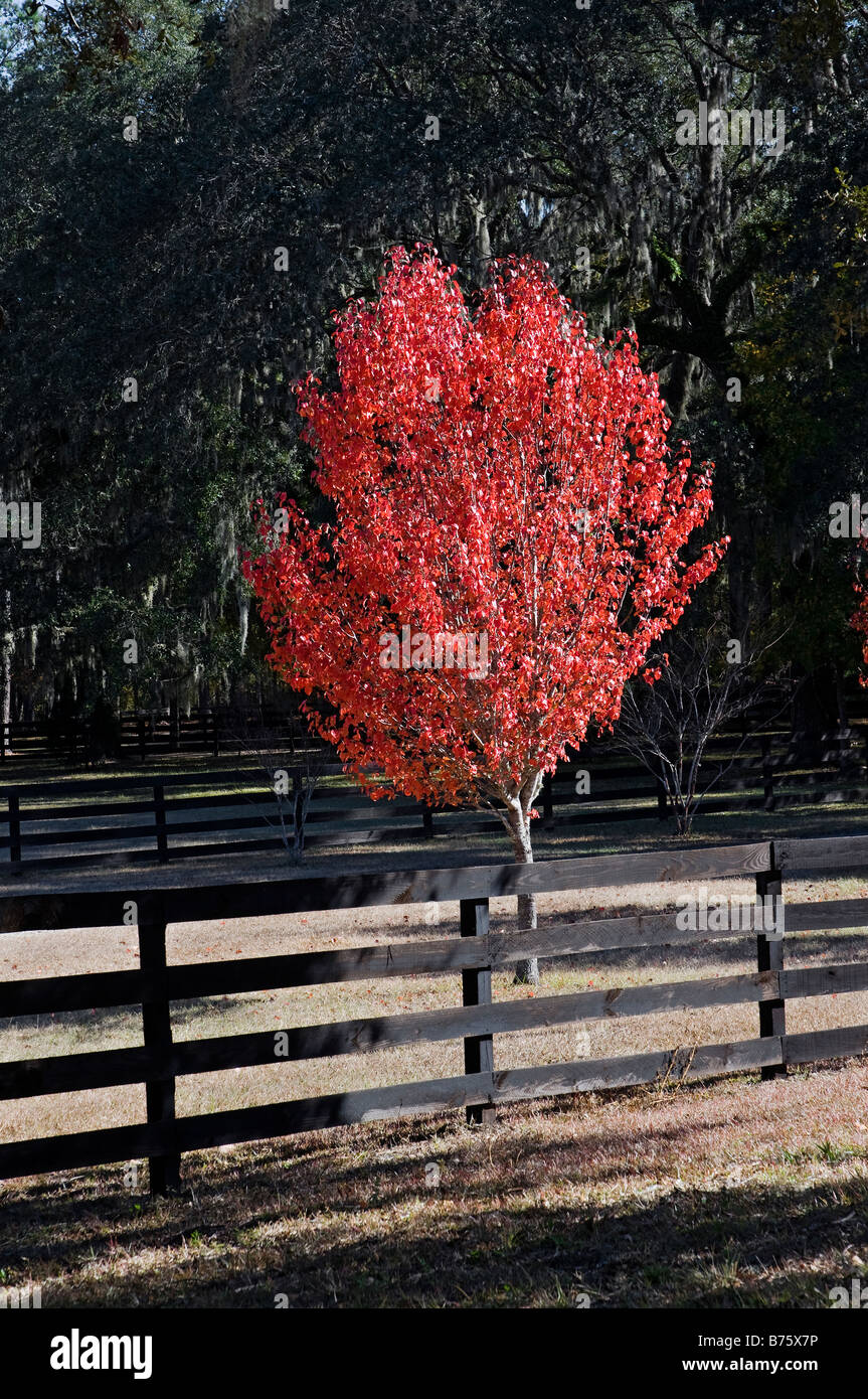 fall tree colors in countryside North Florida Stock Photo - Alamy