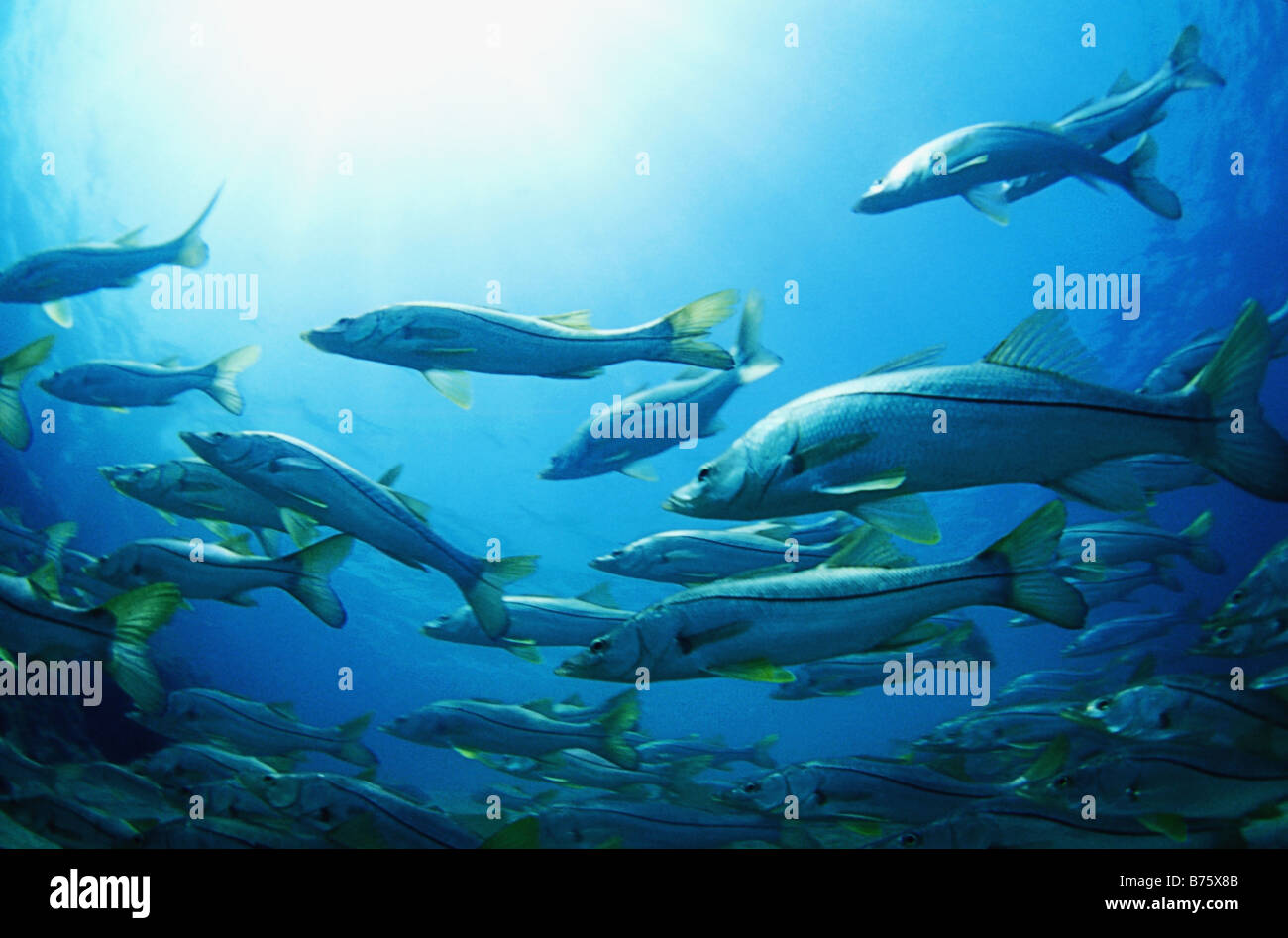 School of fish swimming underwater Stock Photo - Alamy