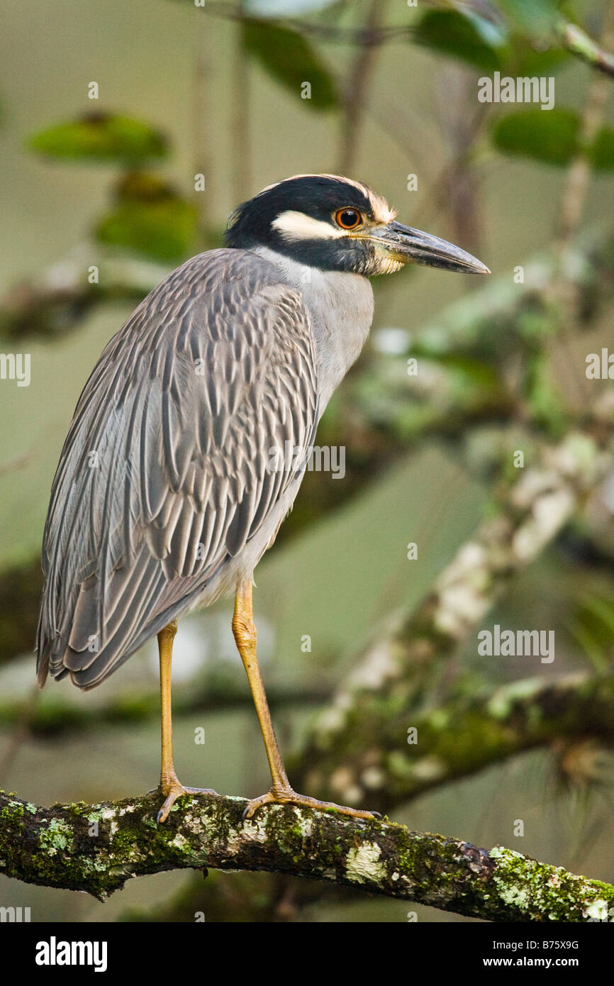 Yellow crowned Night Heron (Nyctanassa violacea Stock Photo - Alamy
